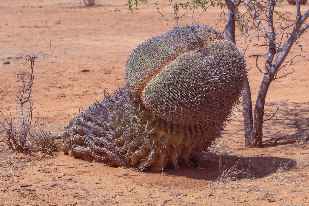Biznaga de barril sonorense en mayo 2024 por Ramón Bustos. Hermosamente ...