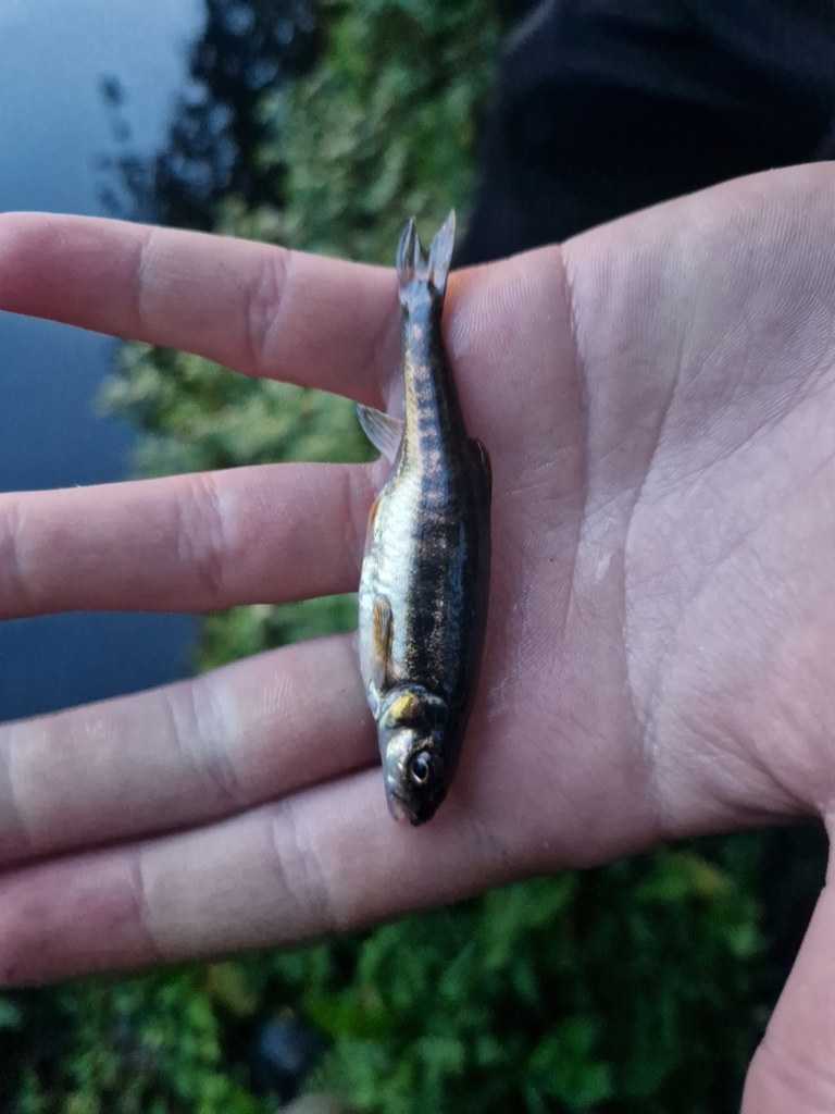 European Minnow from Castlesize, Co. Kildare, Ireland on May 1, 2023 at ...