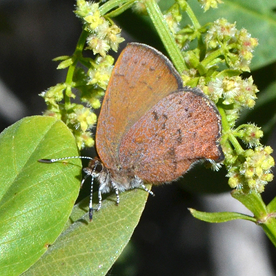 Western Brown Elfin (Butterflies of San Diego County) · iNaturalist