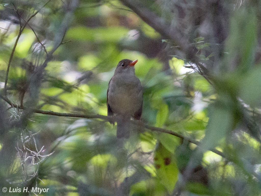 Orange-billed Nightingale-Thrush from 67330 Nuevo Leon, Mexico on May 5 ...
