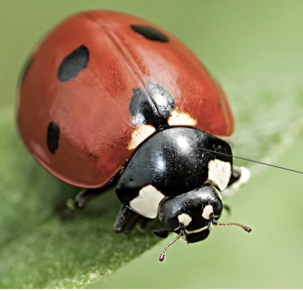 Coccinella from Cook Ln, Prosper, TX, US by hdhhdhdgehdjuddg · iNaturalist