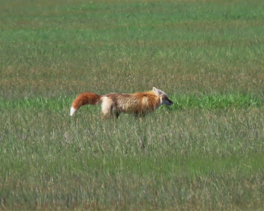Red Fox from Harney County, OR, USA on May 5, 2019 at 08:36 AM by Kate ...