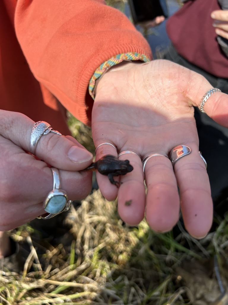 Spring Peeper from Finland, MN, US on May 13, 2024 at 09:31 AM by ...