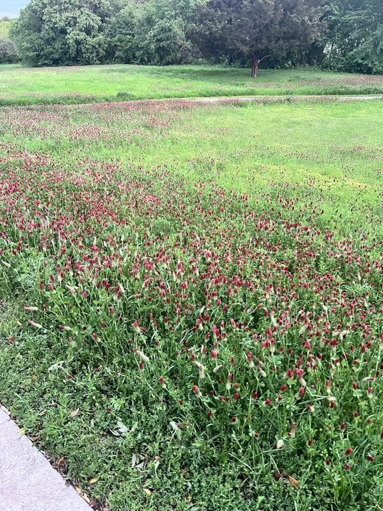 crimson clover from Flower Mound, TX, USA on April 10, 2024 at 07:58 PM ...