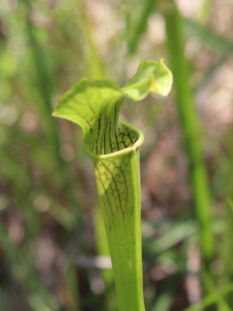 Pale Pitcher Plant in May 2024 by Jonathan Gilmer · iNaturalist