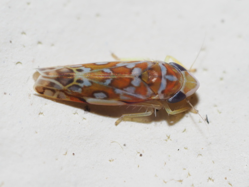 Genus Kusala · iNaturalist