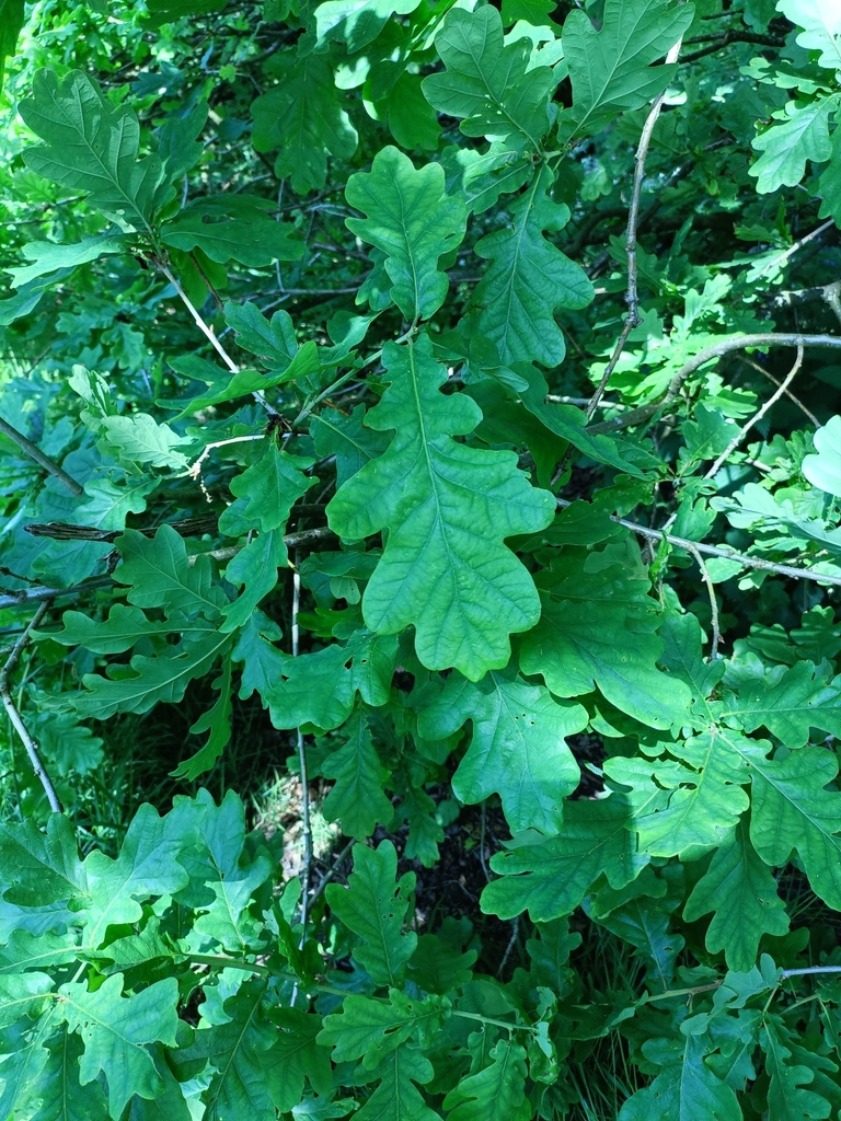 English oak from Farington, Leyland PR25, UK on May 12, 2024 at 11:08 ...