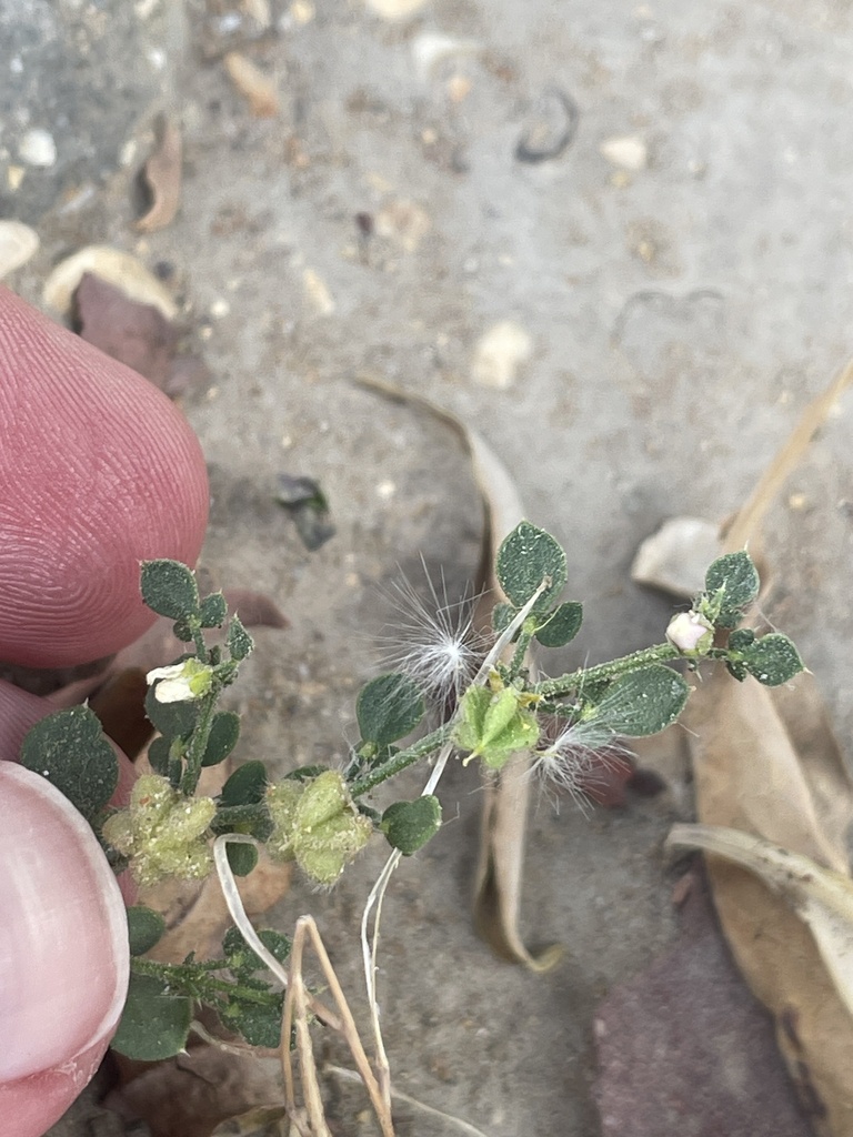 Fagonia bruguieri from Ar Riyad, SA on May 13, 2024 at 05:25 PM by ...