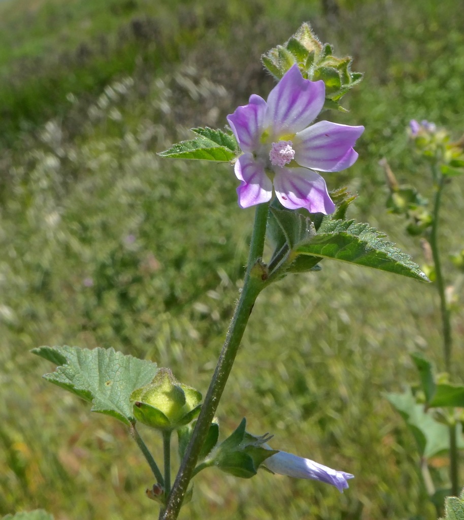 bull mallow from Stevens Creek Tidal Marsh, Mountain View, CA on April ...