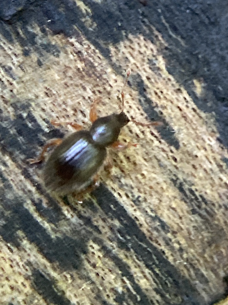 Hairy Spider Weevil from Kane Woods, Pittsburgh, PA, US on May 13, 2024 ...