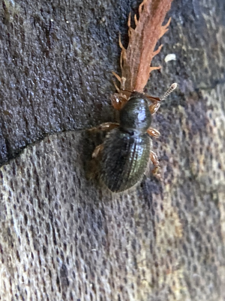 Hairy Spider Weevil from Kane Woods, Pittsburgh, PA, US on May 13, 2024 ...