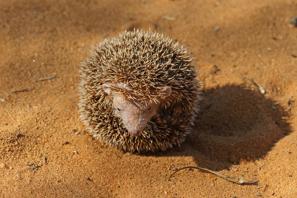 Lesser Hedgehog Tenrec (Echinops telfairi) - Know Your Mammals