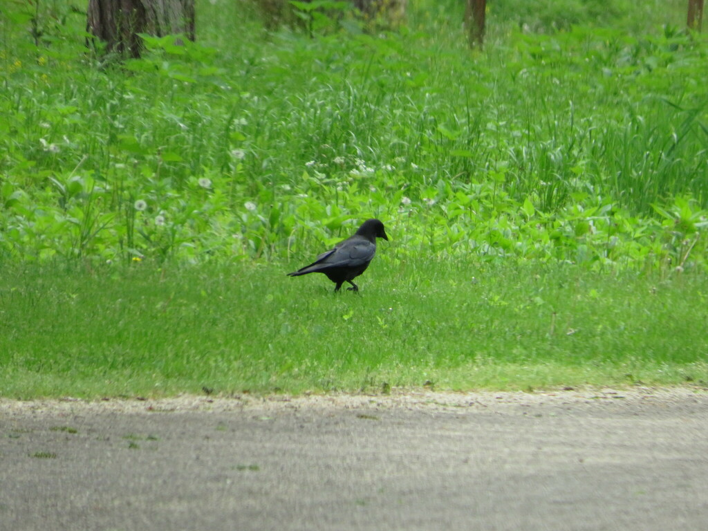 American Crow from Winnebago County, IL, USA on May 13, 2024 at 09:33 ...