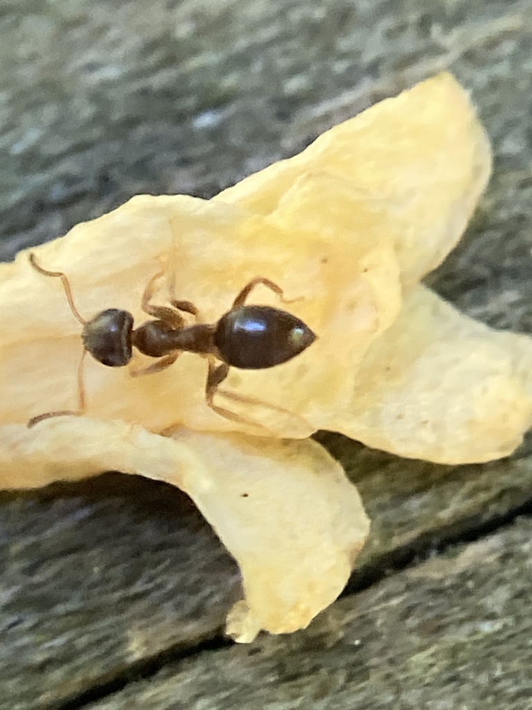 Ants from Pittsburgh, PA, US on May 13, 2024 at 10:28 AM by Nathan ...