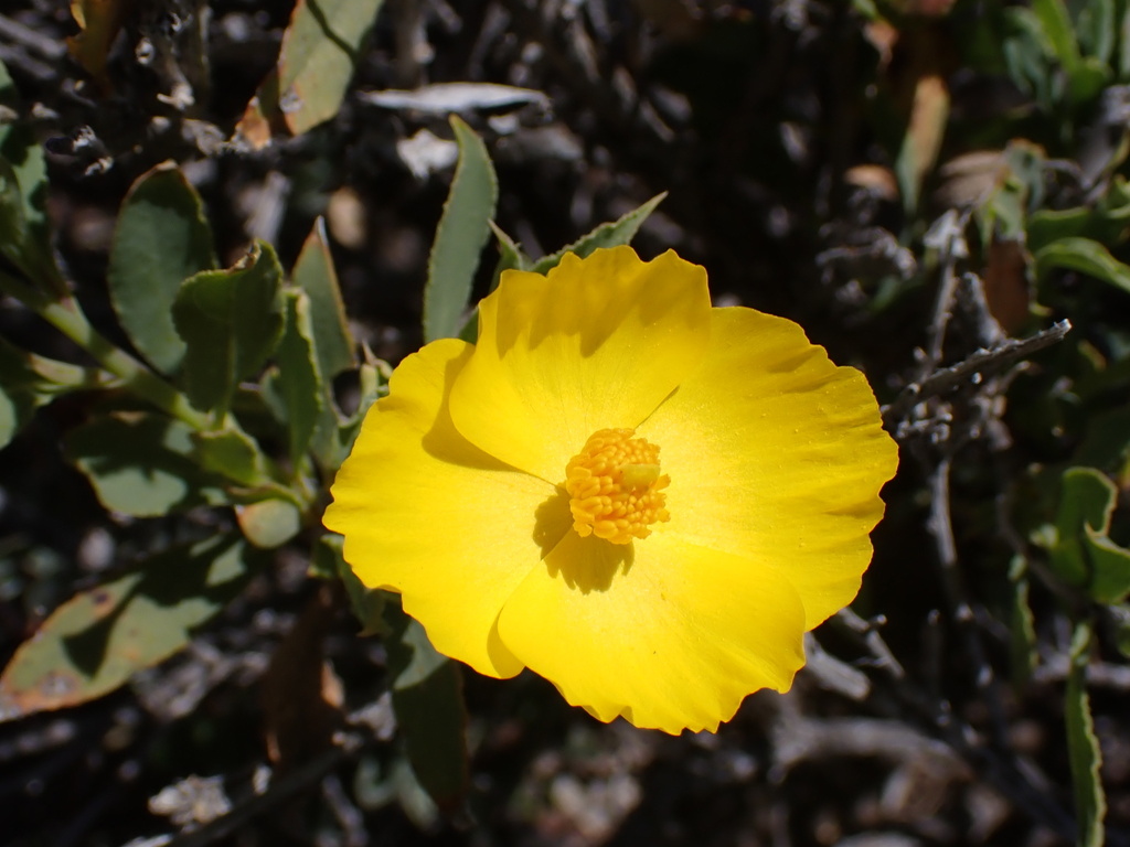 Bush Poppy from Cleveland National Forest, Julian, CA, US on May 12 ...