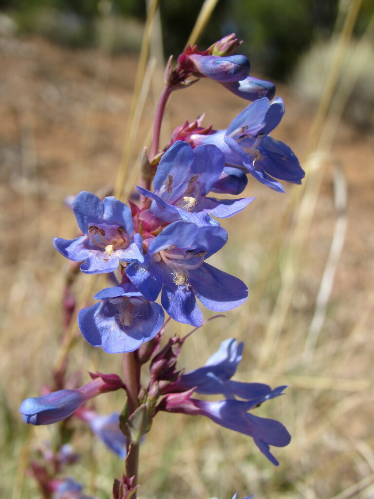Penstemon pachyphyllus congestus from Santa Fe, NM, USA on May 13, 2024 ...