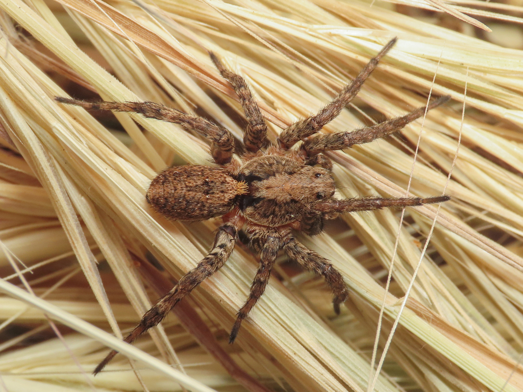 White-banded Fox Spider from 67100 Bazzano, Province of L'Aquila, Italy ...