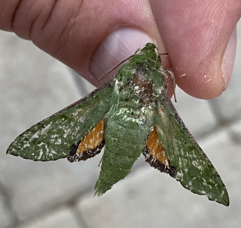Small Verdant Hawkmoth from White River Country Estate, White River, MP ...