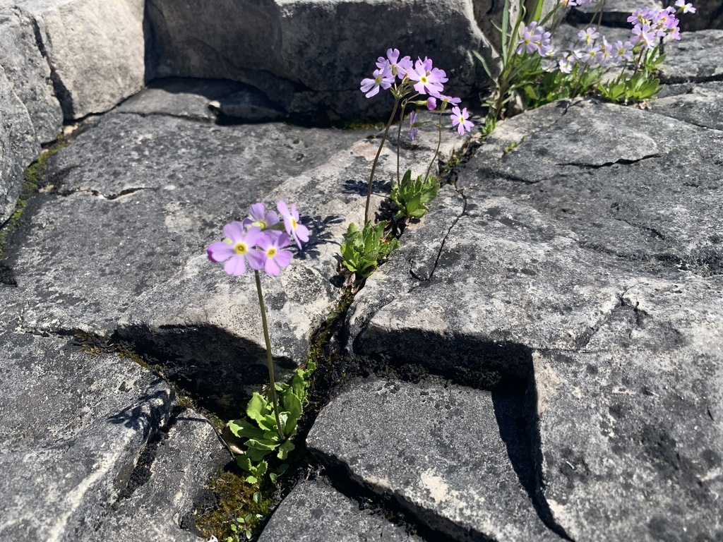Mistassini Primrose from Fathom Five National Marine Park, Northern ...