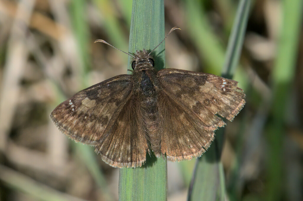Duskywings from Ann Arbor, MI on May 13, 2024 at 10:11 AM by Zach Kemp ...