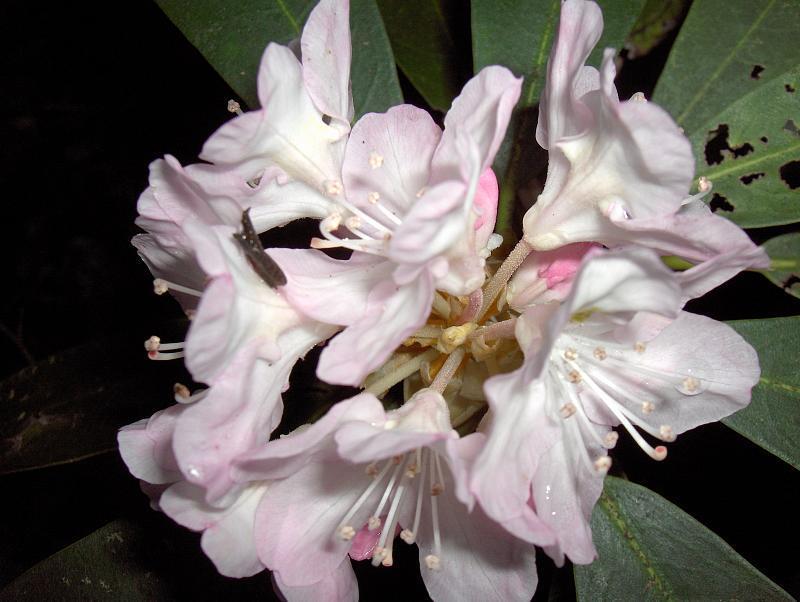 great rhododendron (Flora and Fauna of North Carolina) · iNaturalist