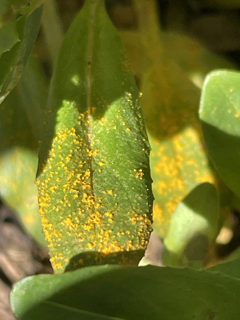Fir-Fireweed rust from Uinta-Wasatch-Cache National Forest, Logan, UT ...