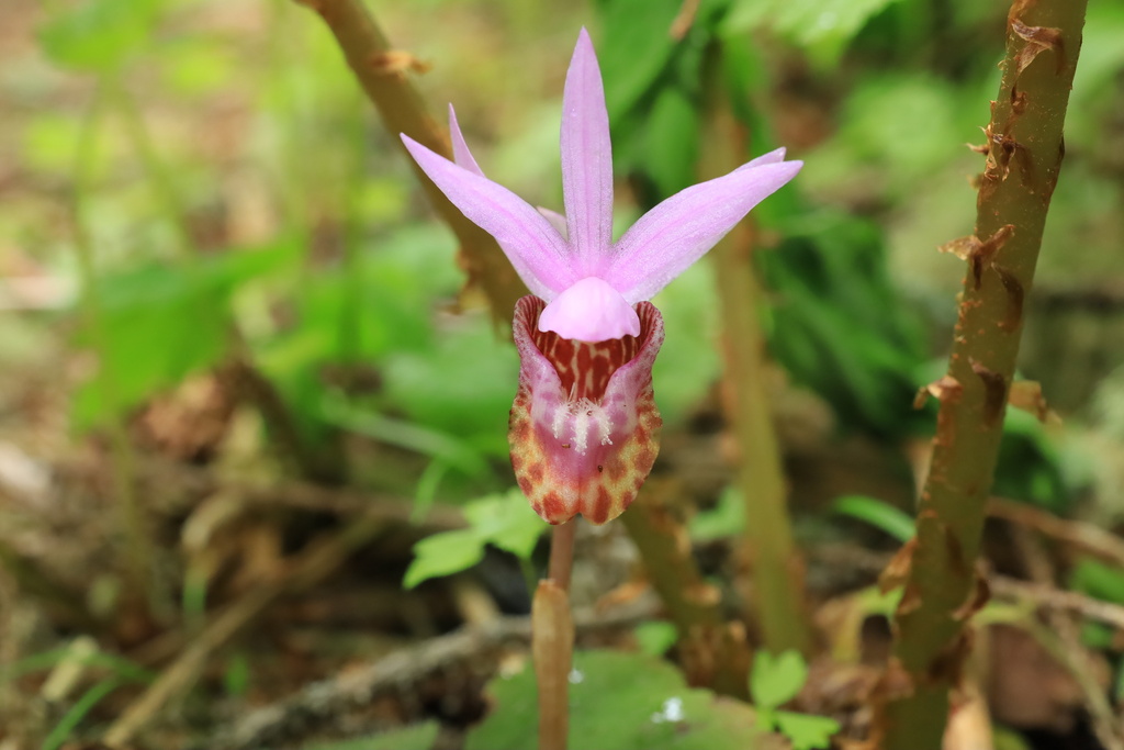 Western Fairy-slipper in May 2024 by rzepp · iNaturalist