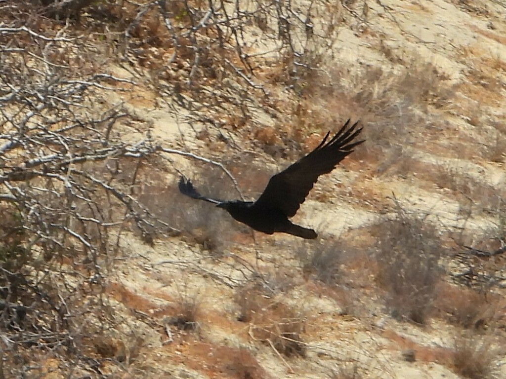 Common Raven from Paraiso Escondido, 23456 Cabo San Lucas, B.C.S ...