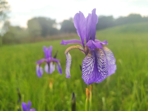 Siberian Irises (Subsection Limniris) · iNaturalist