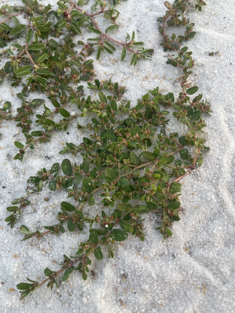 limestone sandmat from Estero Island, Fort Myers Beach, FL, US on May ...