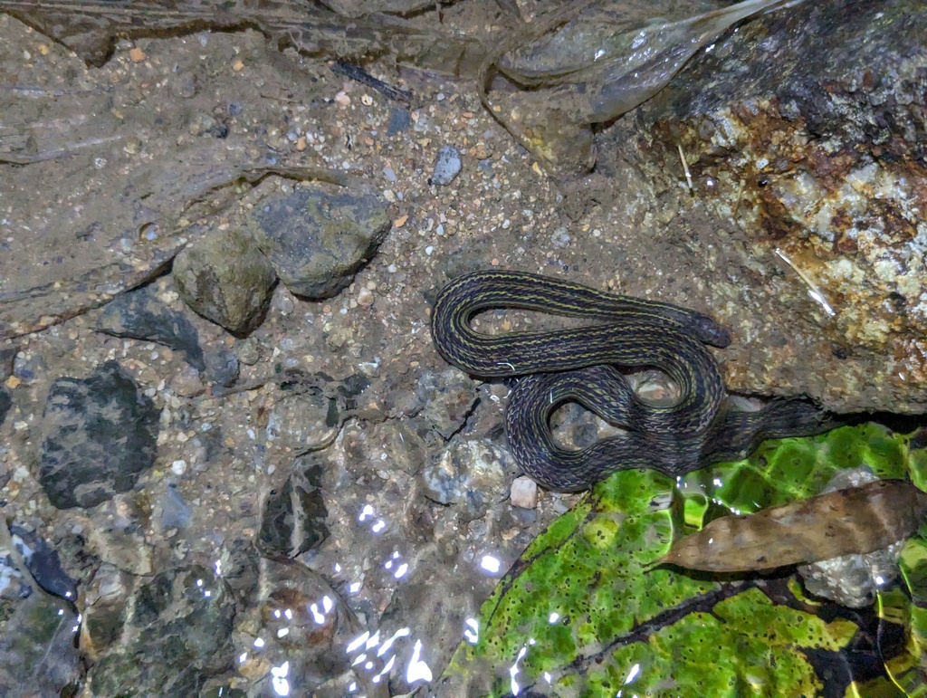 Striped Stream Snake from 中国江西省吉安市井冈山市 on May 9, 2024 at 01:26 AM by MP ...