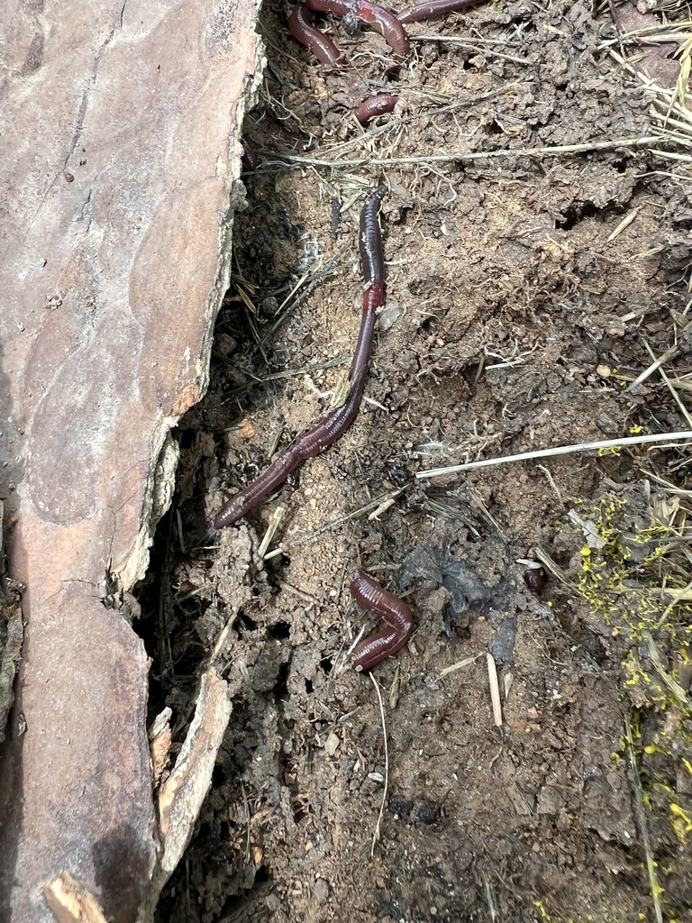 Common Earthworm from Meherrin, VA, US on May 13, 2024 at 02:42 PM by ...