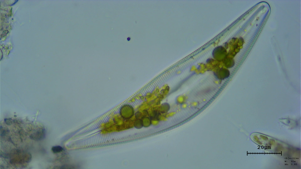 Cymbella from Vuosaari, Helsinki, Finland on May 4, 2024 by Manuel ...