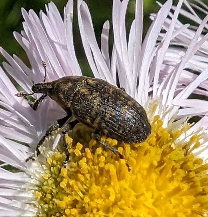 Turbine Cylindrical Weevil in May 2024 by andb52 · iNaturalist NZ