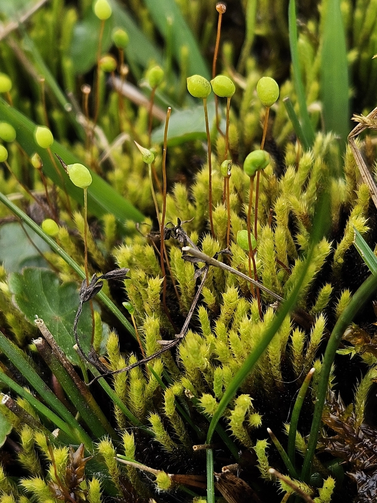 Fountain Apple-moss from Highshaw Clough, Derwent Moor S6 6GL, UK on ...