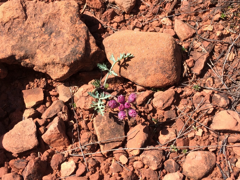 purple-nerve cymopterus from Yavapai County, AZ, USA on March 04, 2019 ...