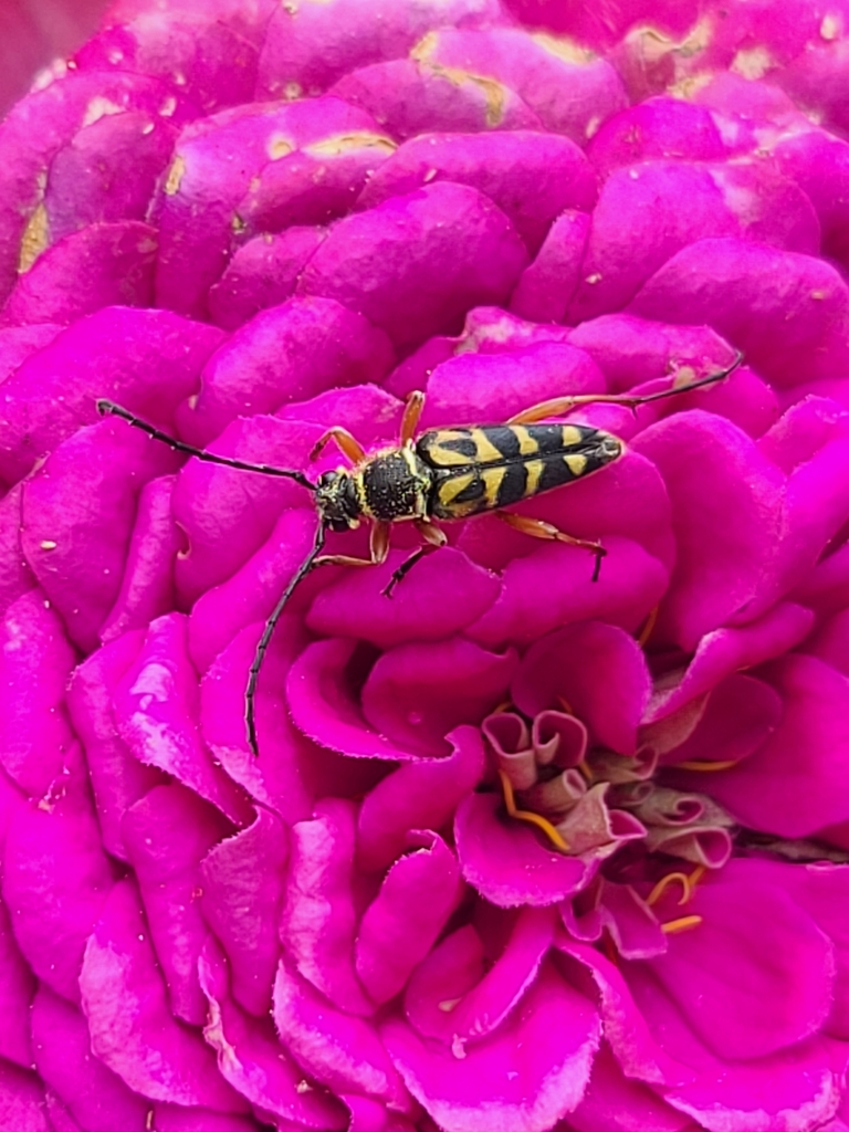 Zebra Longhorn Beetle from Clinton, SC 29325, USA on May 13, 2024 at 01 ...