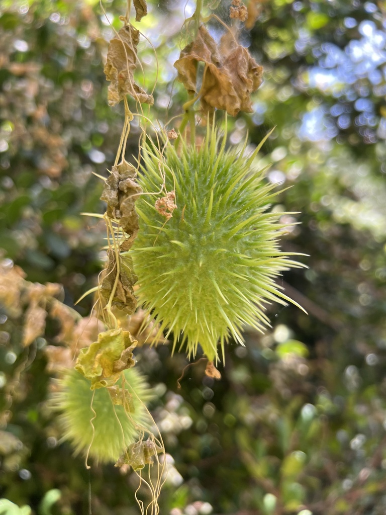 Man-roots from Adams Ave, San Diego, CA, US on May 13, 2024 at 12:34 PM ...