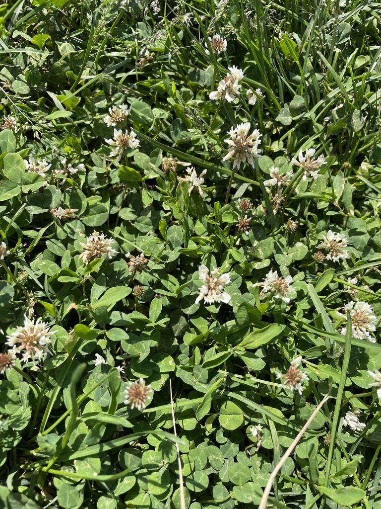 white clover from Washington Monument, Washington, DC, US on May 13 ...