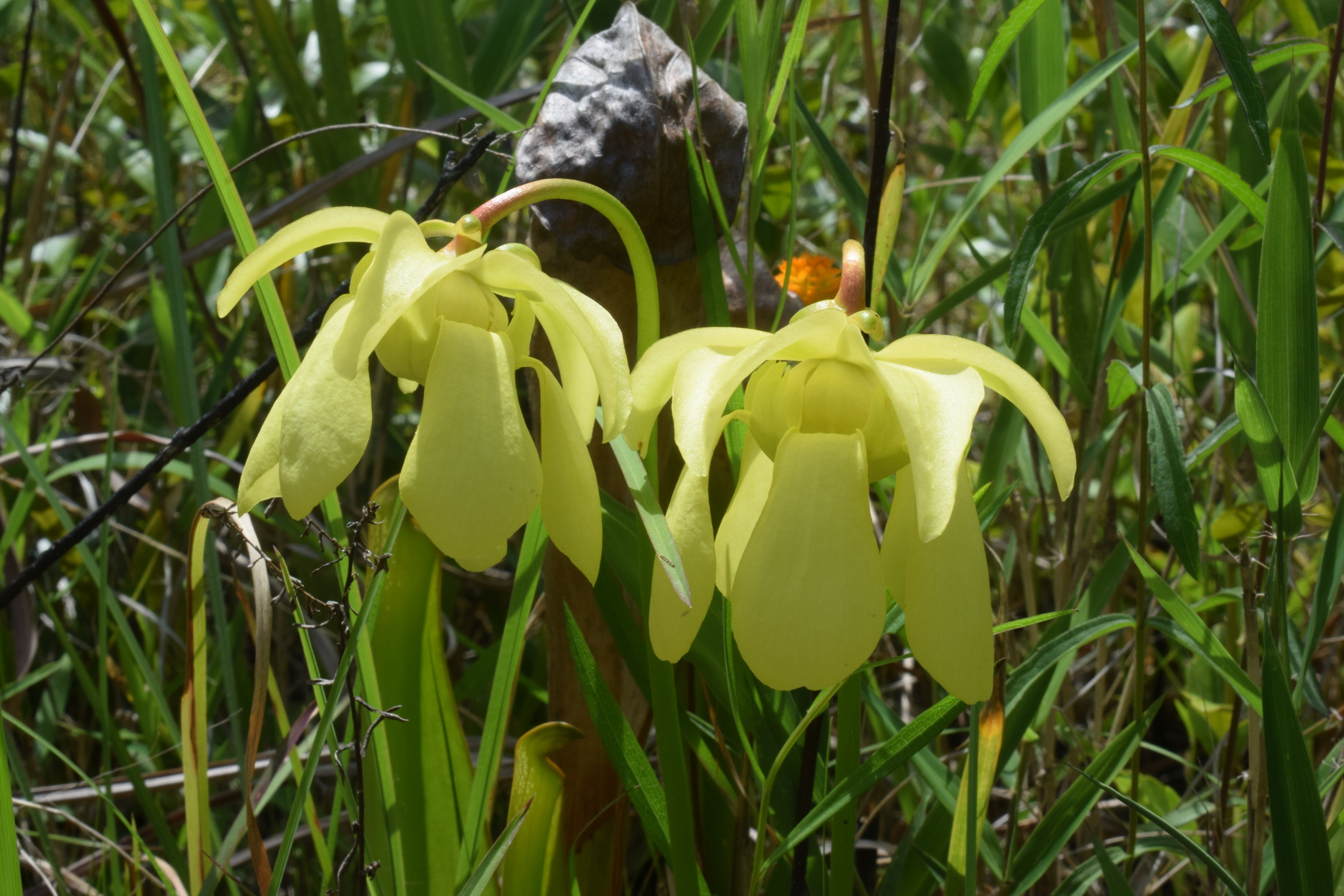 Sarracenia - Species List
