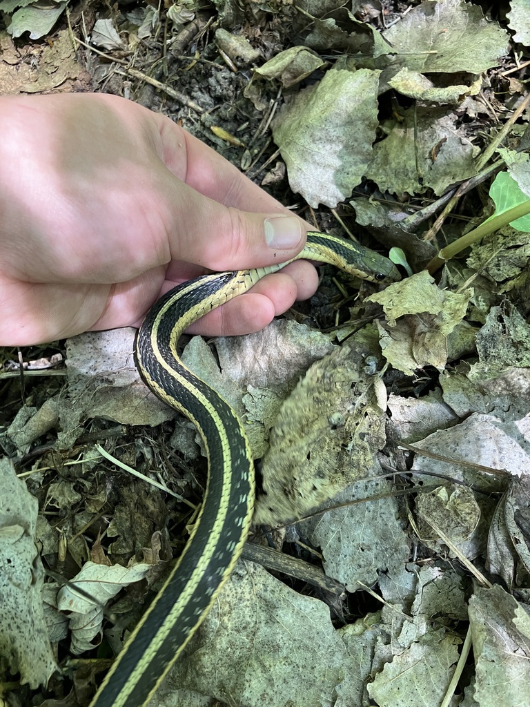 Common Garter Snake from Wood Lake Nature Center, Richfield, MN, US on ...