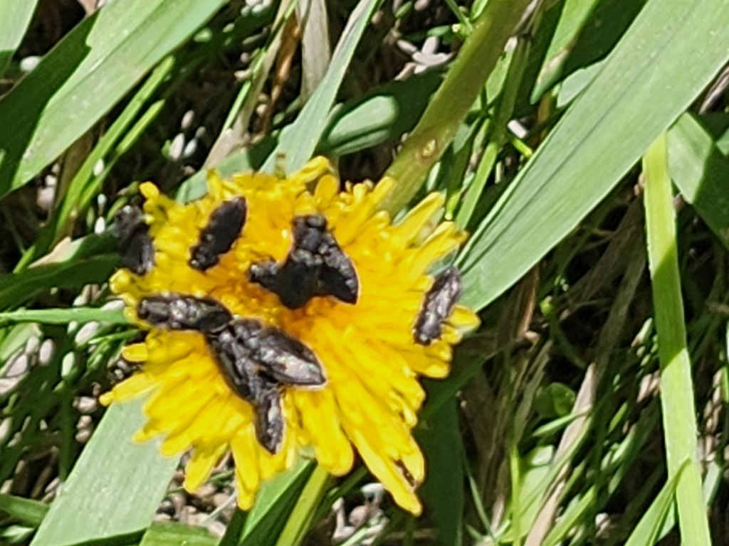 Anthaxia from Spokane County, WA, USA on May 13, 2024 at 11:07 AM by ...