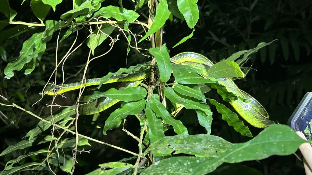 Long Tailed Machete in May 2024 by morgiemorgue · iNaturalist