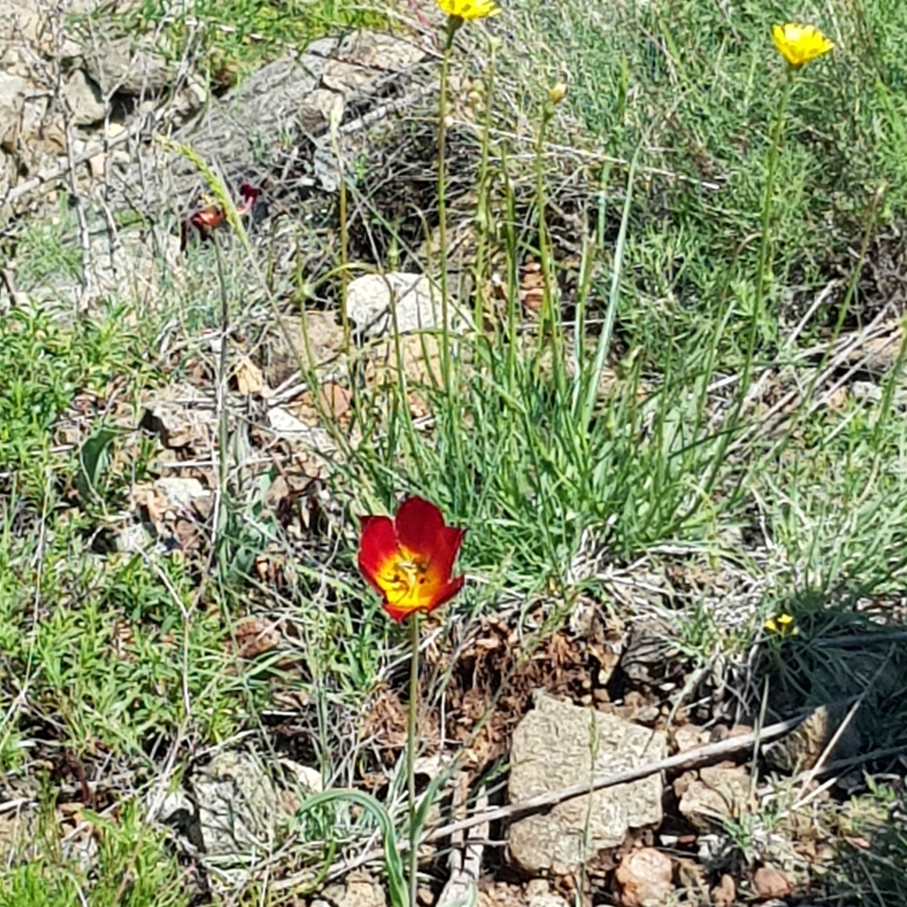Tulipa albanica in May 2024 by Walia Kani · iNaturalist