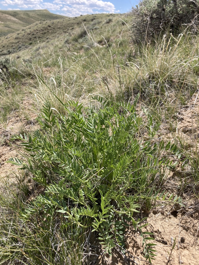Prairie Milkvetch from Jeffrey City, WY, US on May 13, 2024 at 02:14 PM ...