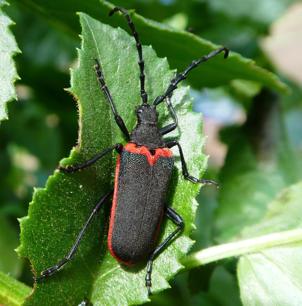 California Elderberry Borer (Longhorn Beetles of the United States ...