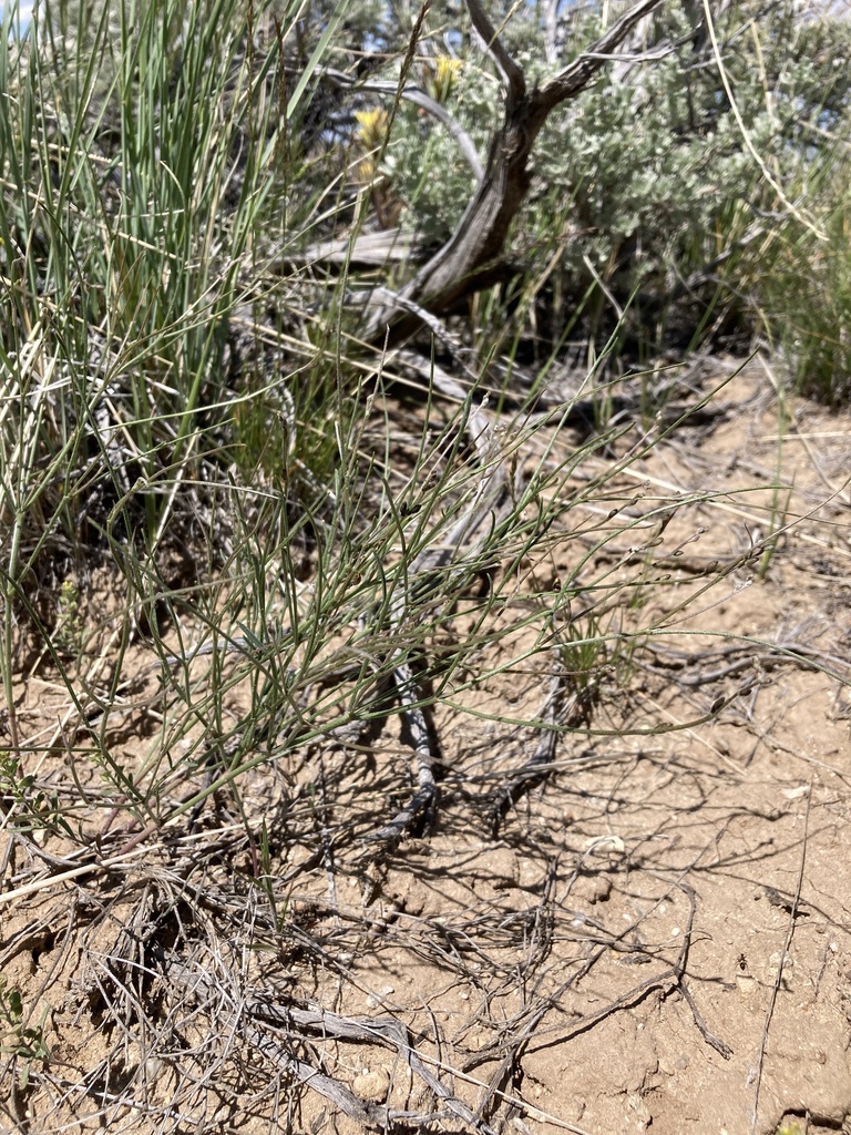 Lesser Rushy Milkvetch from Jeffrey City, WY, US on May 13, 2024 at 02: ...