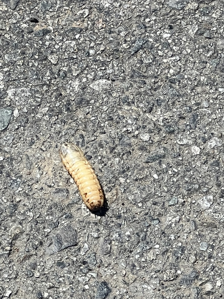 Winged and Once-winged Insects from University of California, Riverside ...