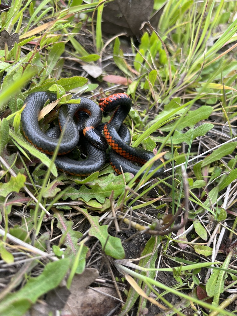 Northwestern Ringneck Snake in April 2024 by Liam Hopkins. Stunning ...