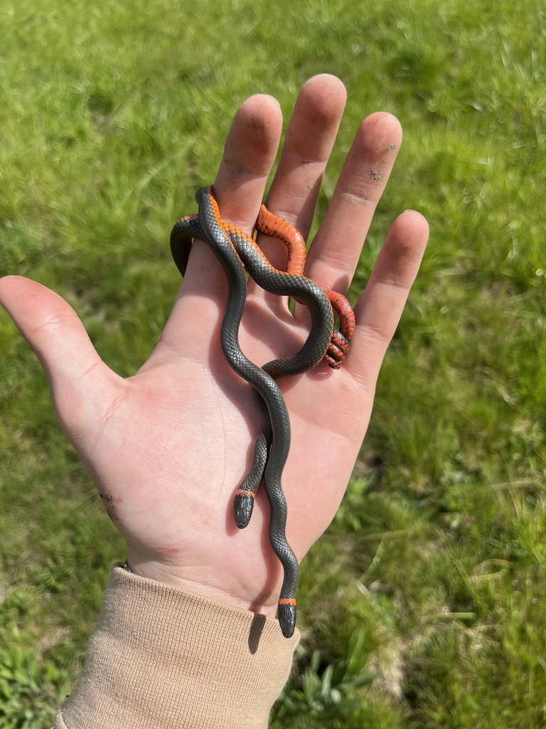 Northwestern Ringneck Snake in April 2024 by Liam Hopkins. Two under ...